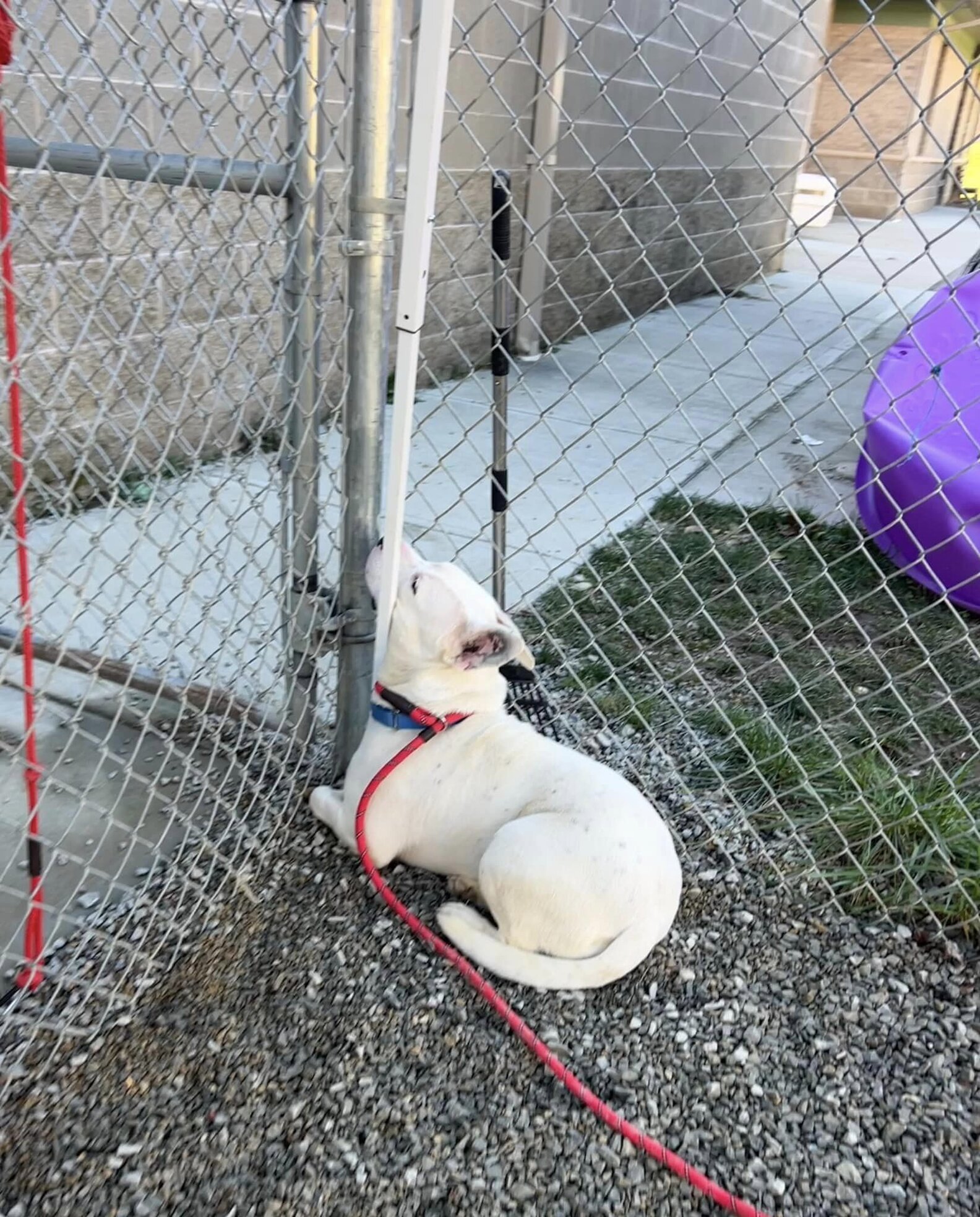 Shelter Dog Goes To Adoption Event Looking For A Home And Makes A ...