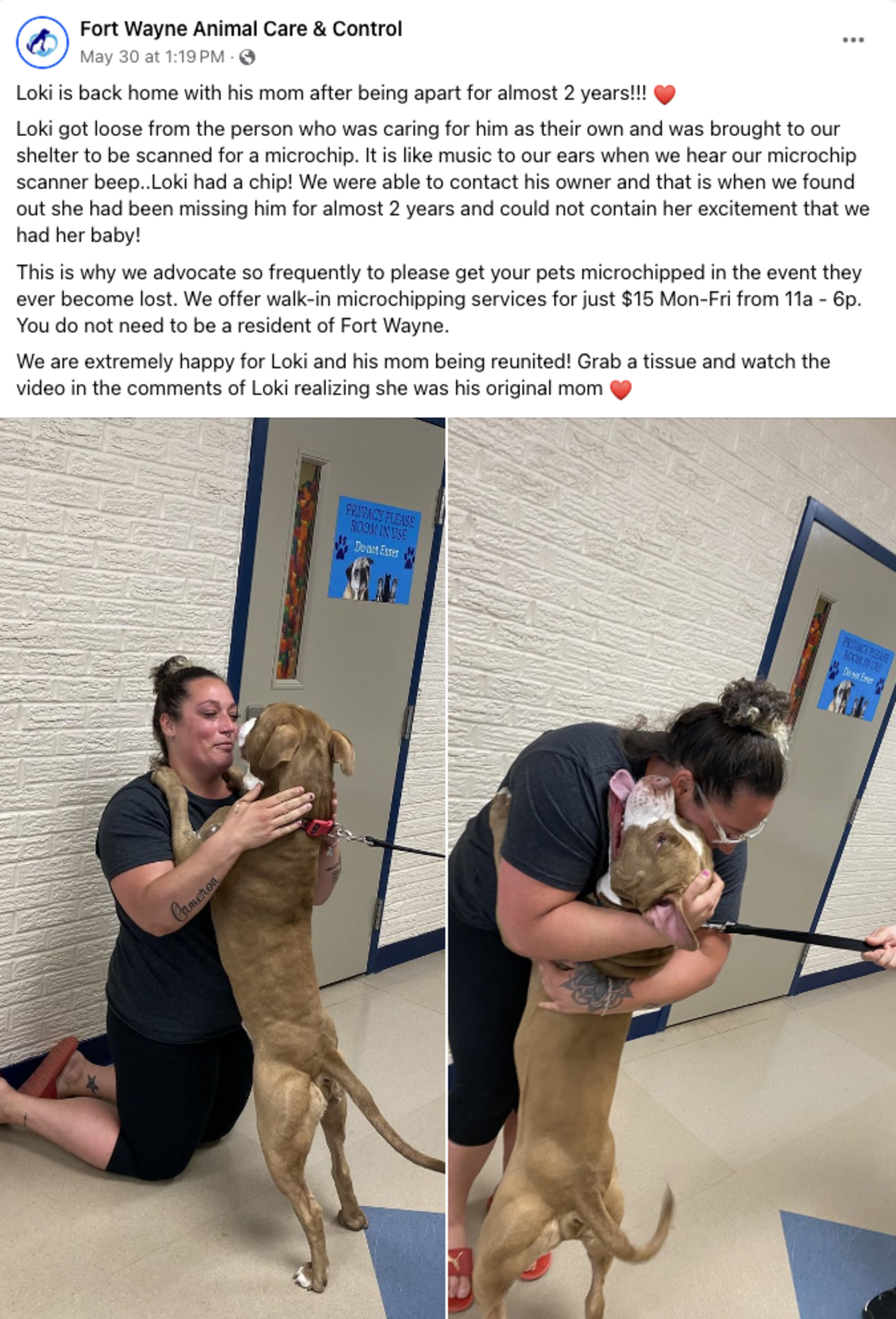 Pittie Can’t Hold His Excitement As He Reunites With Mom After 2 Years ...