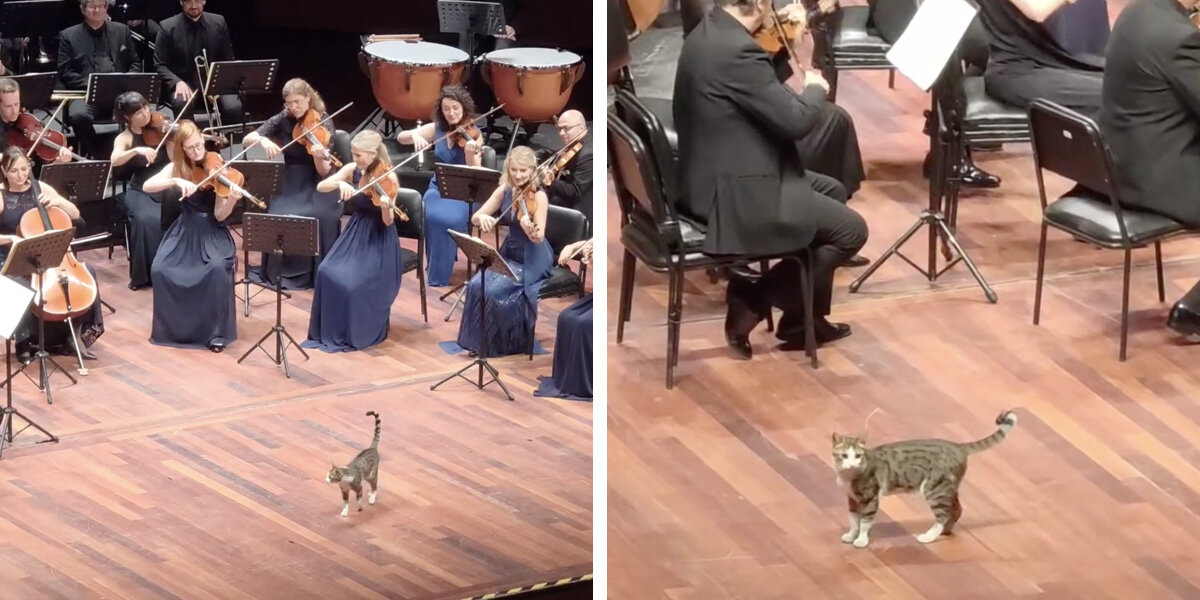 Random Cat Adorably Steals The Show During Lived Orchestral Performance ...