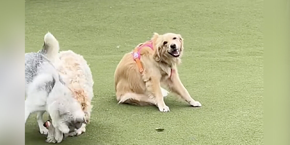 Socially Awkward Dog Tries His Best To Fit In At The Dog Park - The Dodo