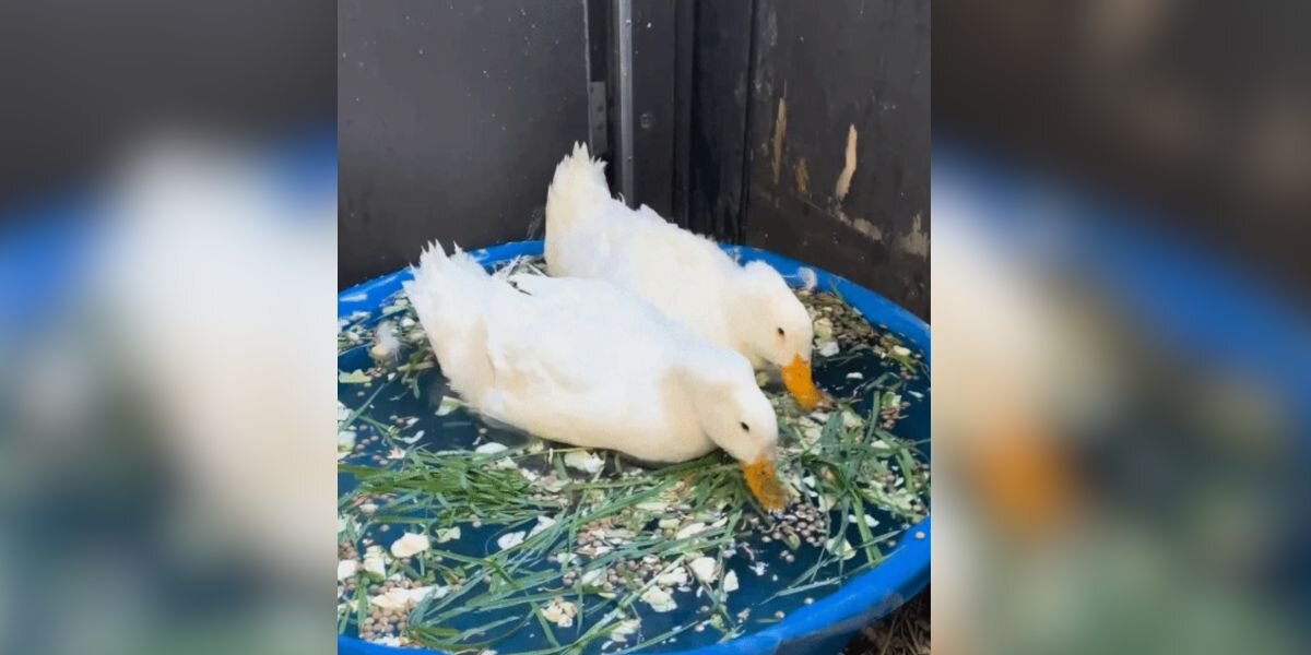 Recovering Rescue Duck Makes Huge Strides Thanks To New Best Friend ...