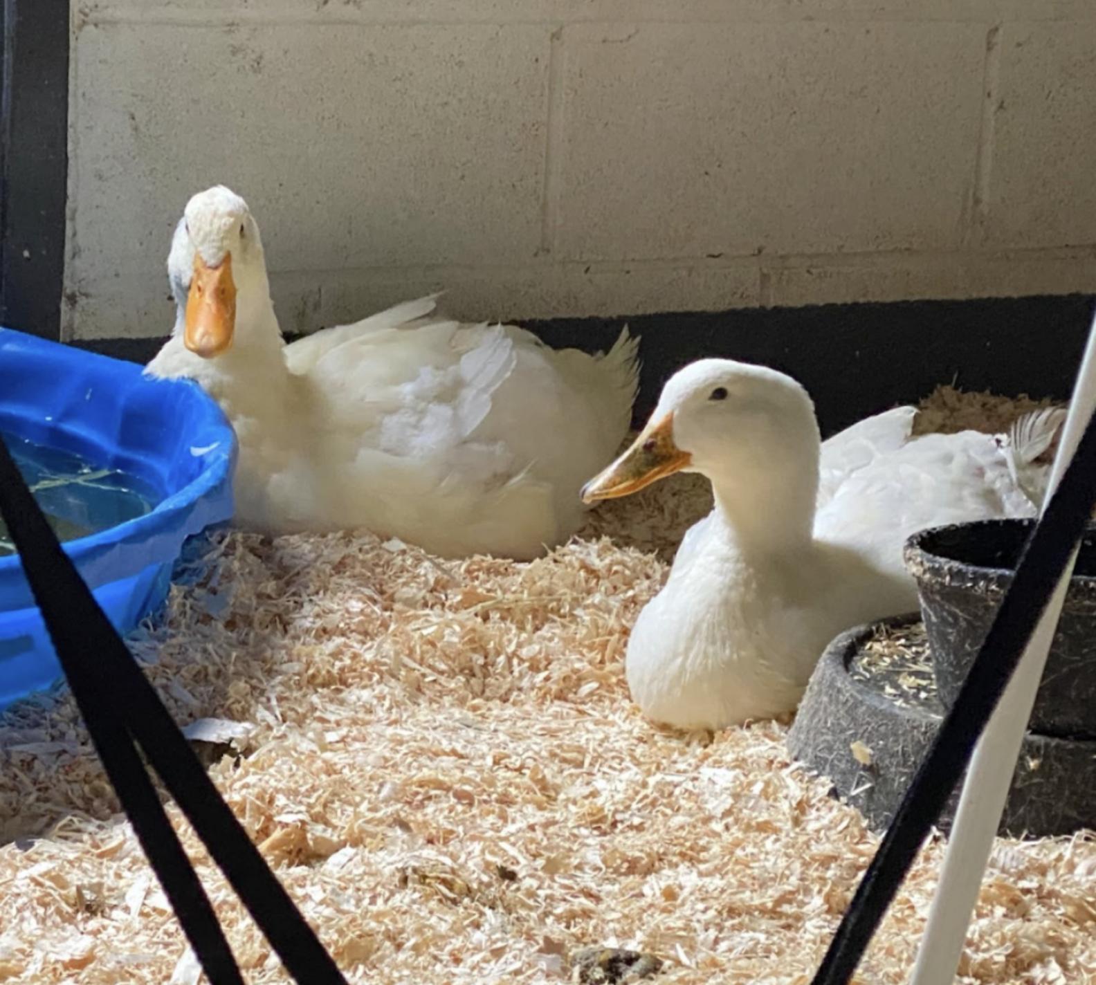 Recovering Rescue Duck Makes Huge Strides Thanks To New Best Friend ...