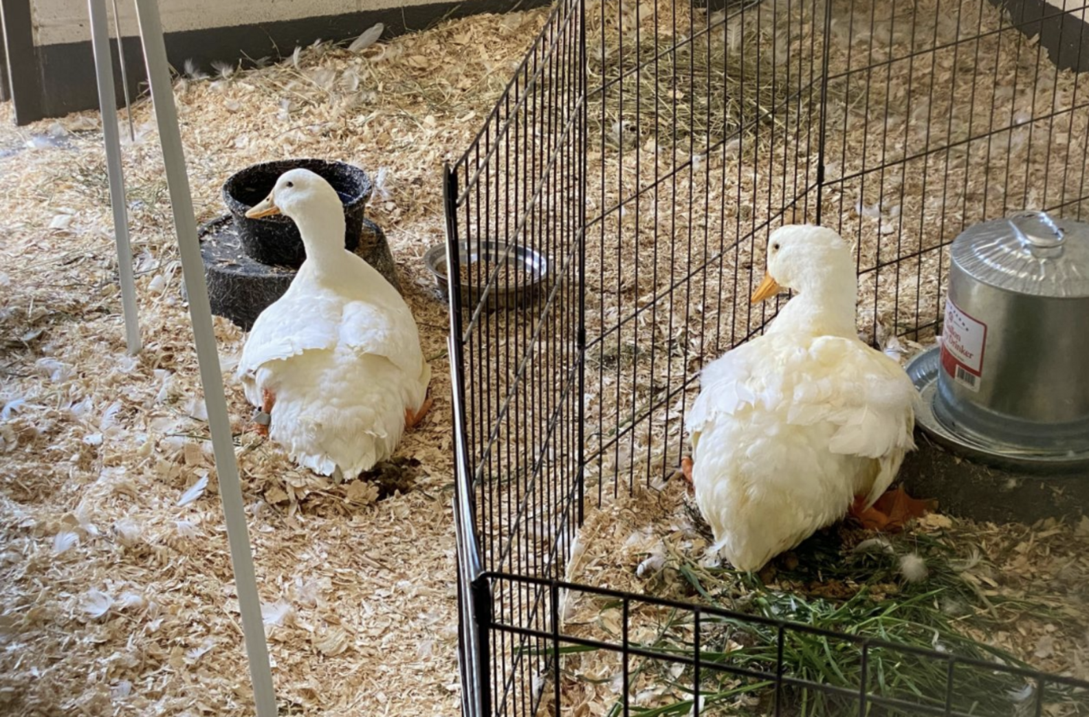 Recovering Rescue Duck Makes Huge Strides Thanks To New Best Friend ...