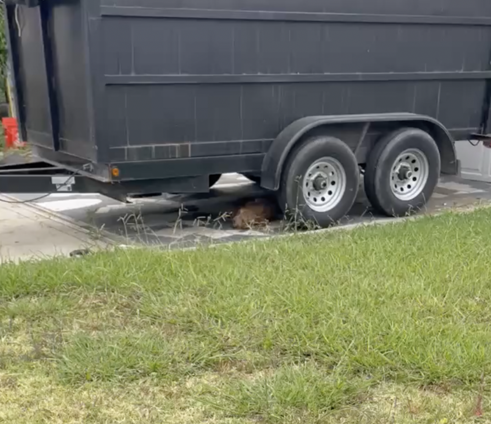 Woman Spots 'Pile Of Fur' Under Trailer — Then Ends Up Saving A Life ...