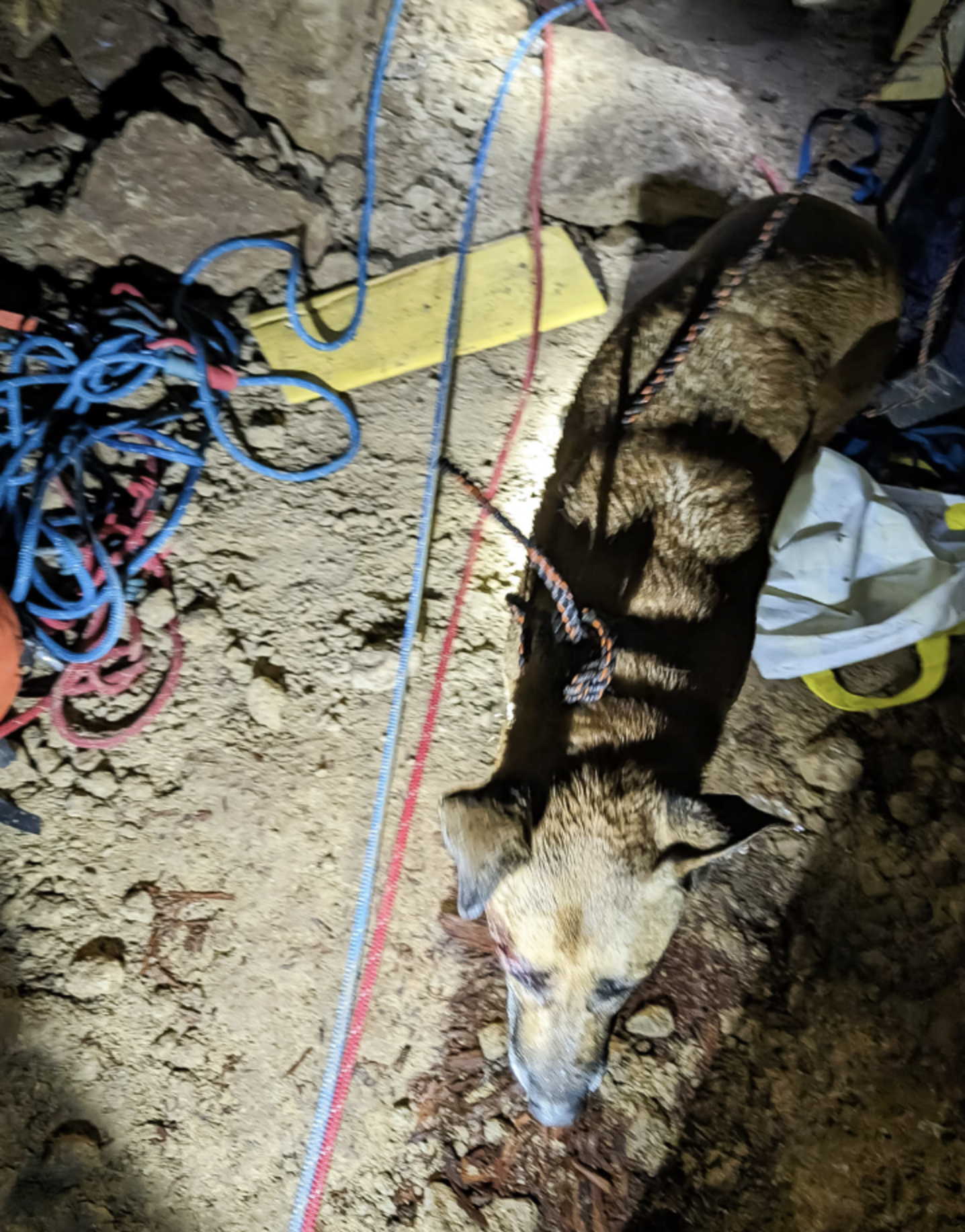 Rescuers Do A Double Take When They Spot Dog Trapped 60 Feet ...