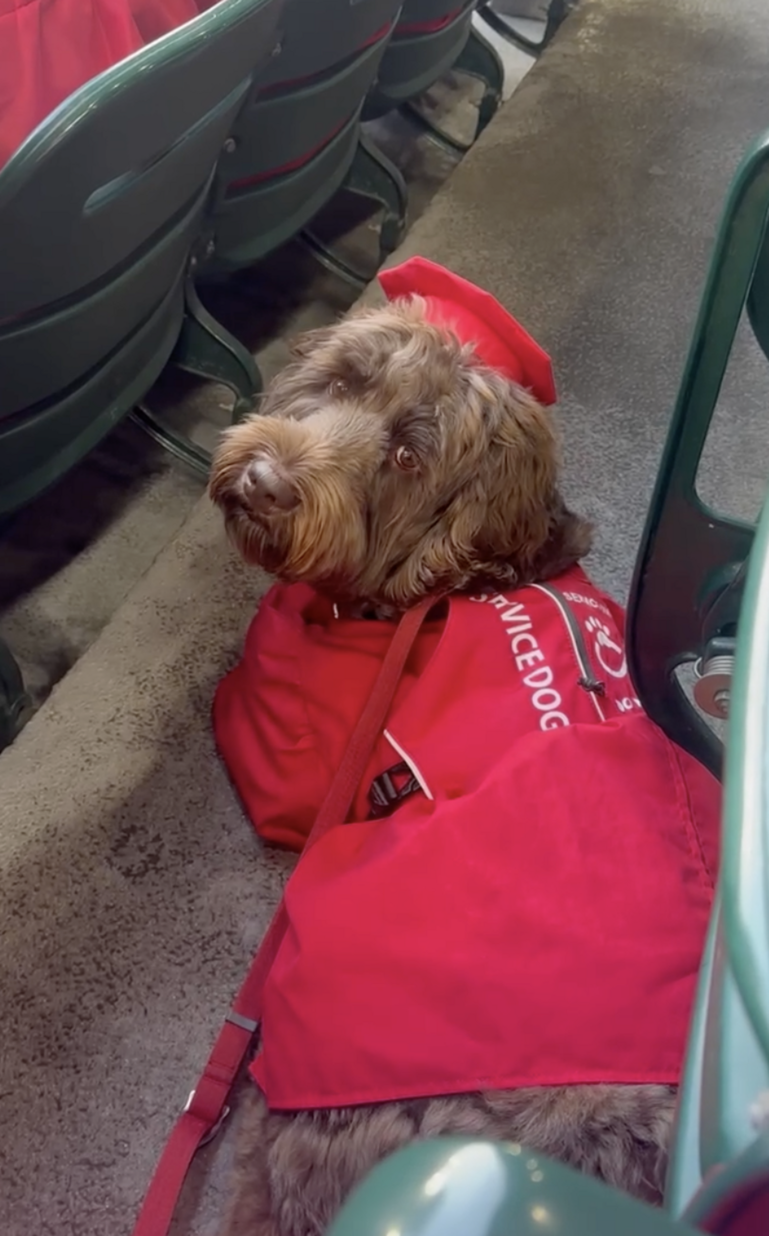 Service Dog Celebrates High School Graduation In A Custom Cap And Gown ...