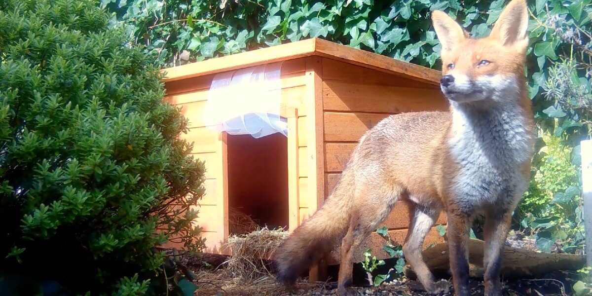Fox Standing Guard Outside Dog House Is Protecting Something Very ...