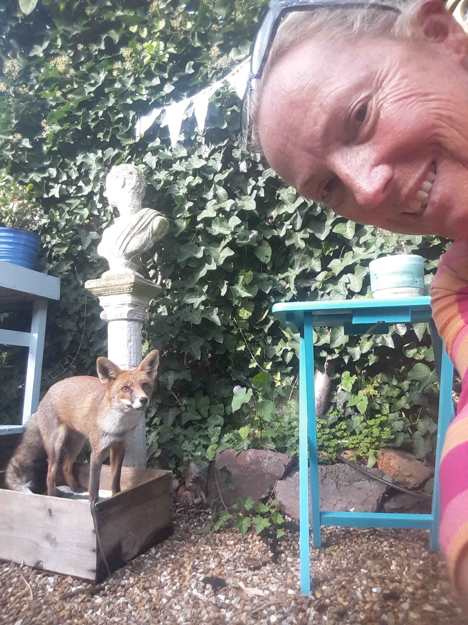 Fox Standing Guard Outside Dog House Is Protecting Something Very ...