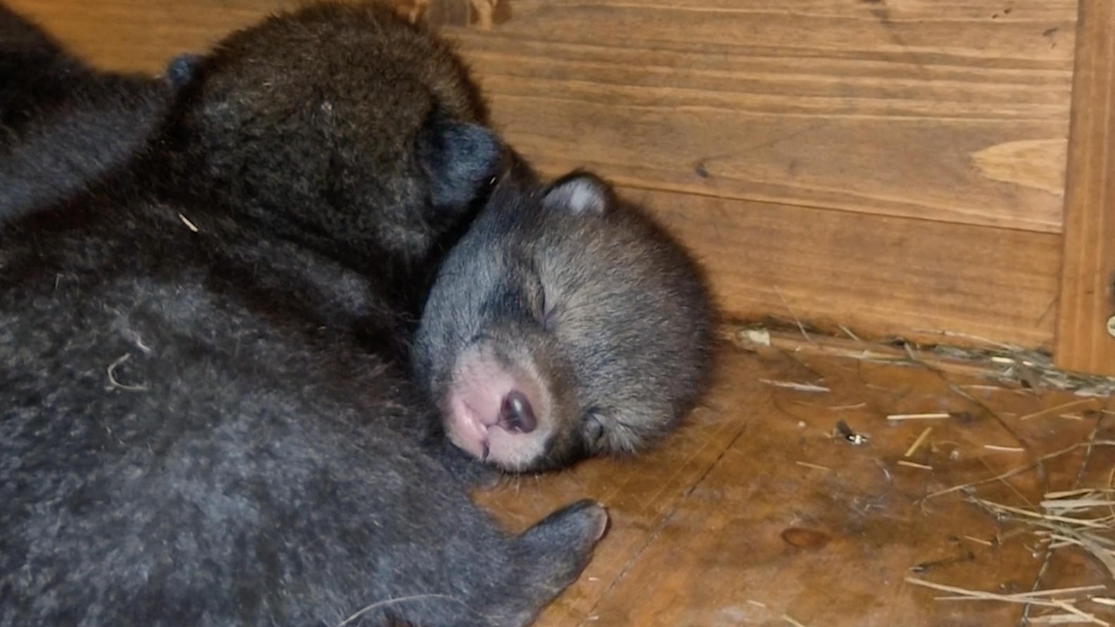 Fox Standing Guard Outside Dog House Is Protecting Something Very ...