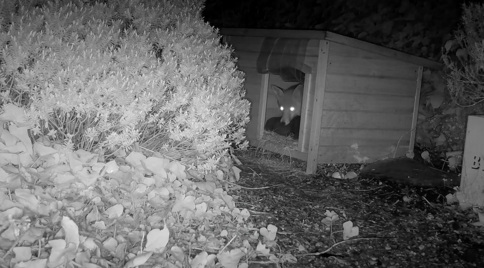 Fox Standing Guard Outside Dog House Is Protecting Something Very ...