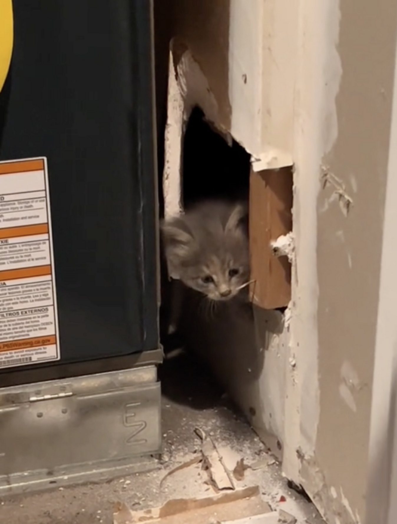 Woman Is Shocked When A Cat Pops Out Of Her Wall — And Four More Follow ...