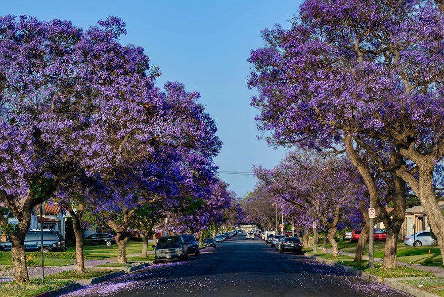 Where to See Jacaranda Tree Flowers in Los Angeles and Orange County ...