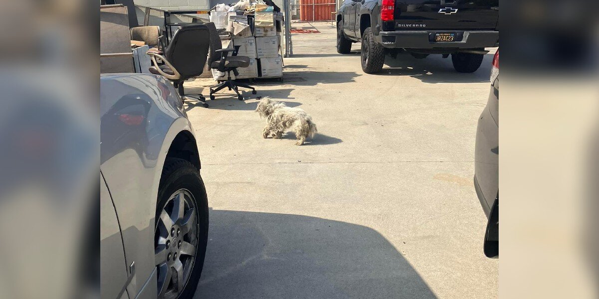 Educators Find A Mop-Like Intruder Living In School's Garbage Pile ...