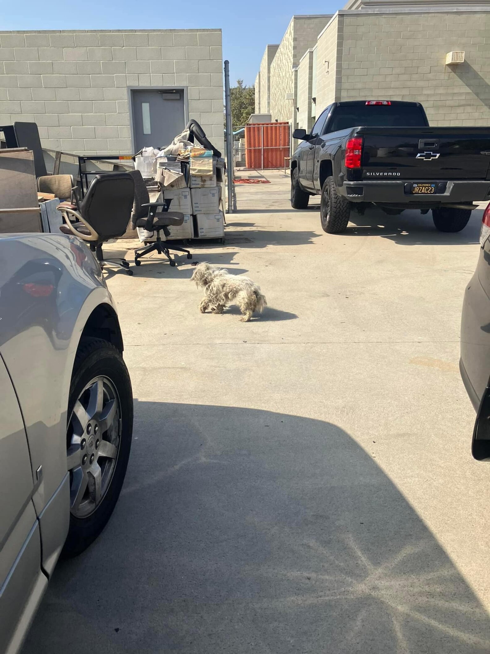 Educators Find A Mop-Like Intruder Living In School's Garbage Pile ...