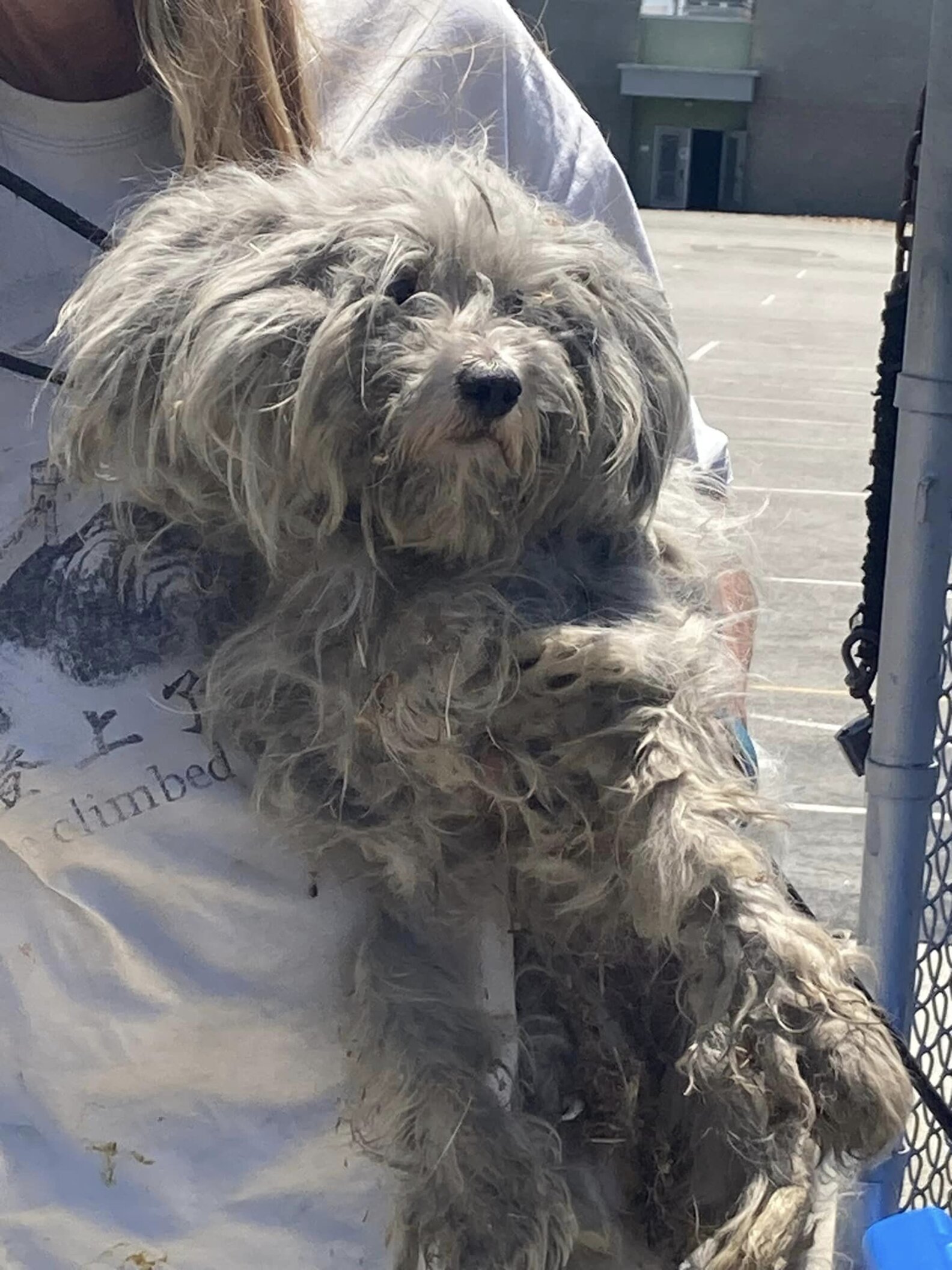 Educators Find A Mop-Like Intruder Living In School's Garbage Pile ...