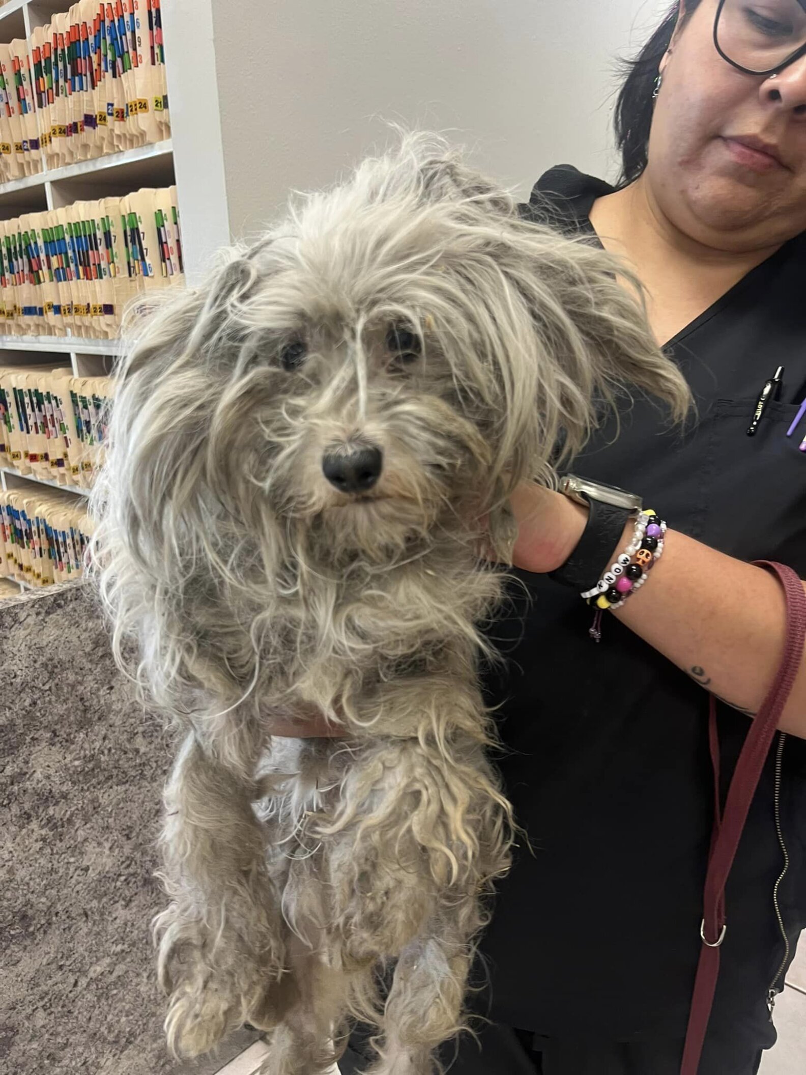 Educators Find A Mop-Like Intruder Living In School's Garbage Pile ...