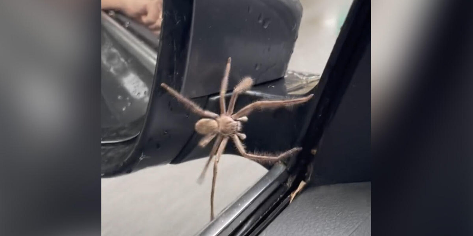 Couple Spots A Giant Spider Clinging To Their Car In The Rain - The Dodo