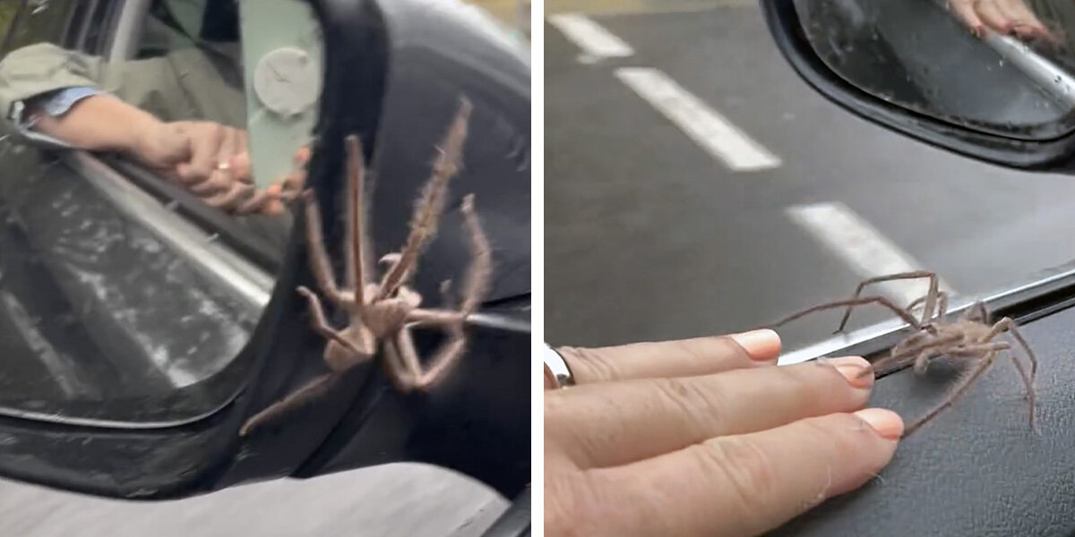 Couple Spots A Giant Spider Clinging To Their Car In The Rain - The Dodo