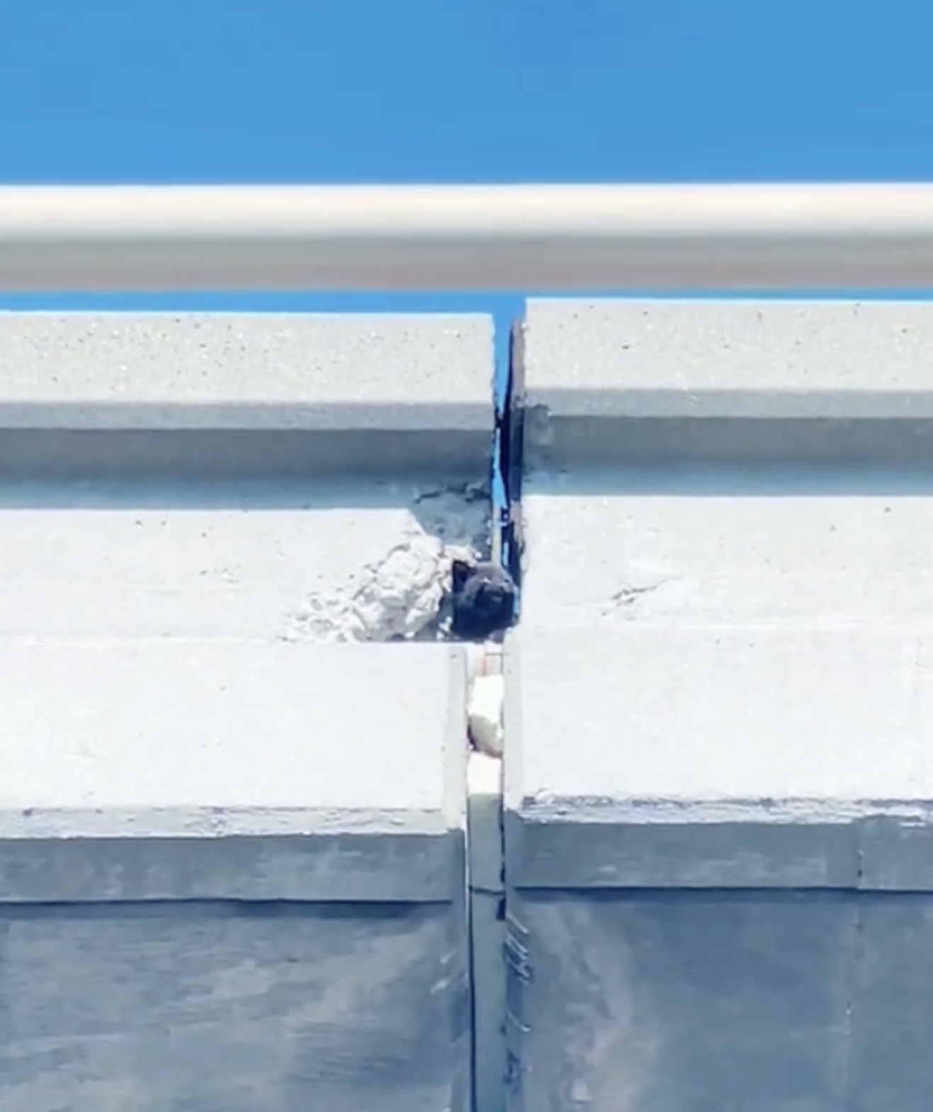 Furry Baby Trapped 60 Feet Up Cries Out, Hoping Someone Will Notice ...