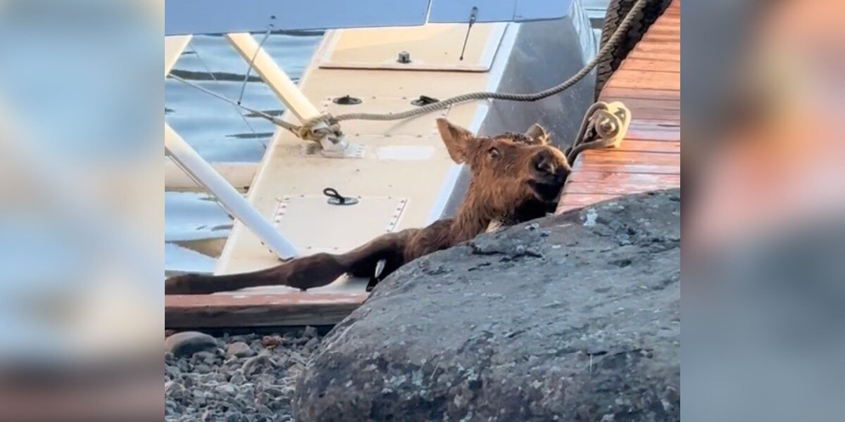 Guy Spots Trapped Baby Moose With His Mom Waiting Anxiously Nearby ...