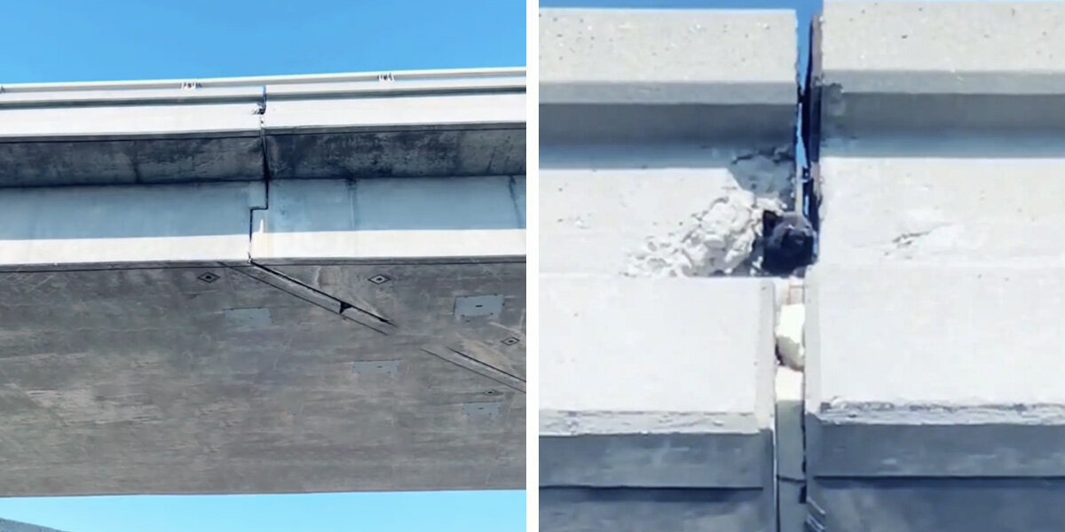 Furry Baby Trapped 60 Feet Up Cries Out, Hoping Someone Will Notice ...