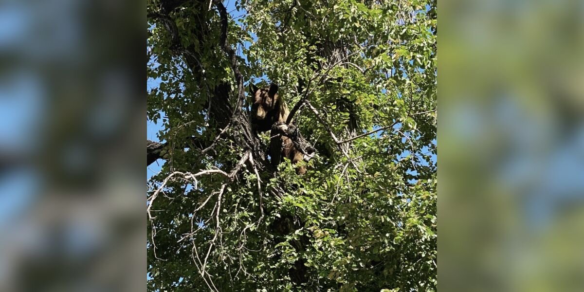 Neighbors Notice Rustling In Tree And Find Someone Huge Hiding Above ...