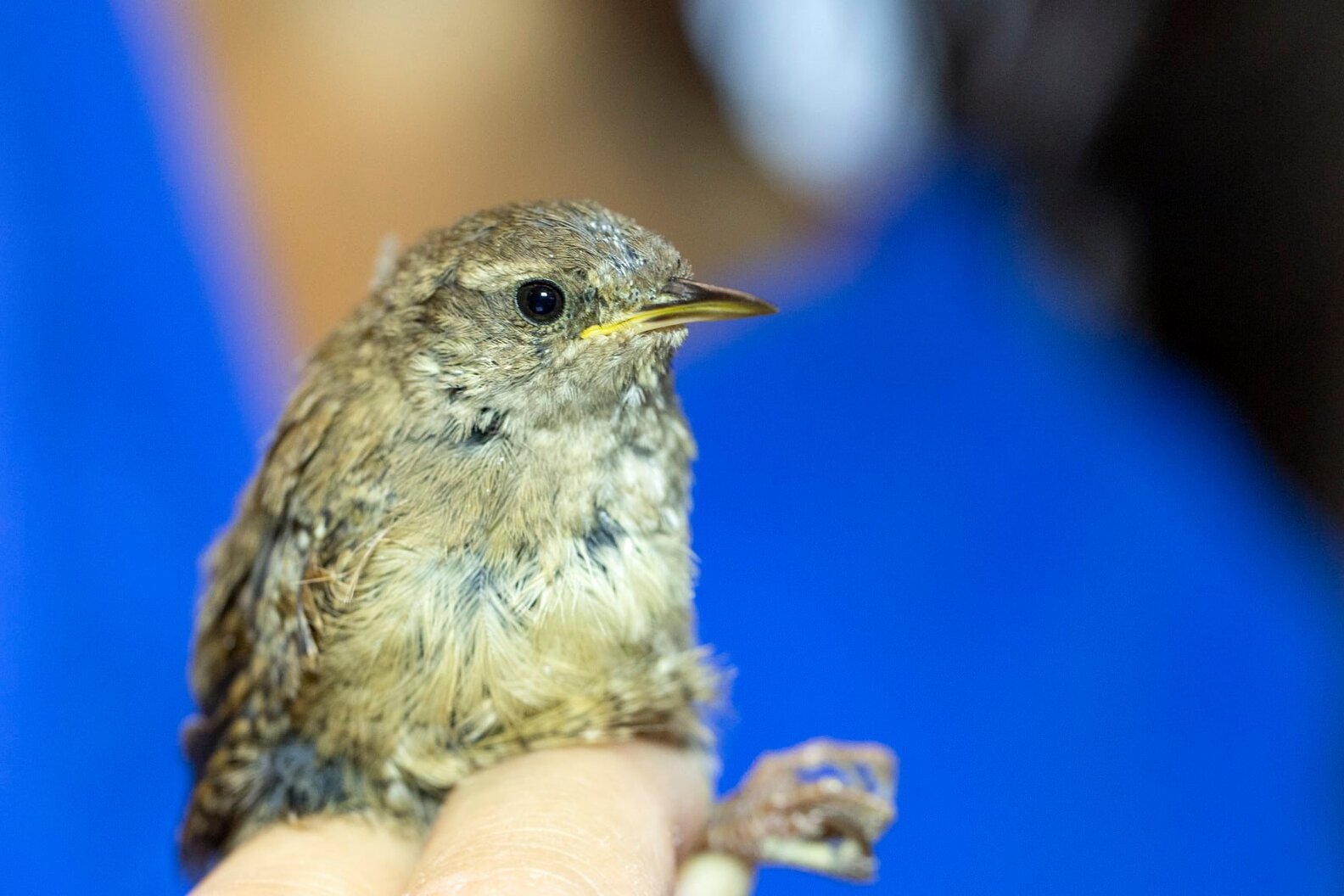 People Keep Looking Twice At This Rescued Bird Photo - The Dodo