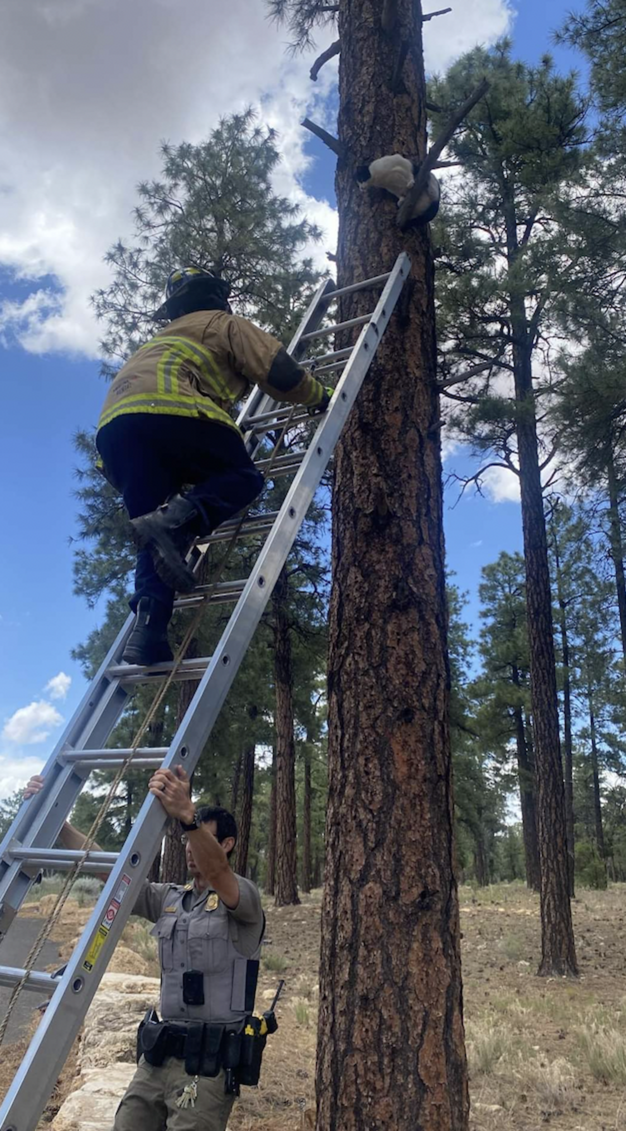 Cat's Attempt At Tree Climbing Goes Awkwardly Awry - The Dodo