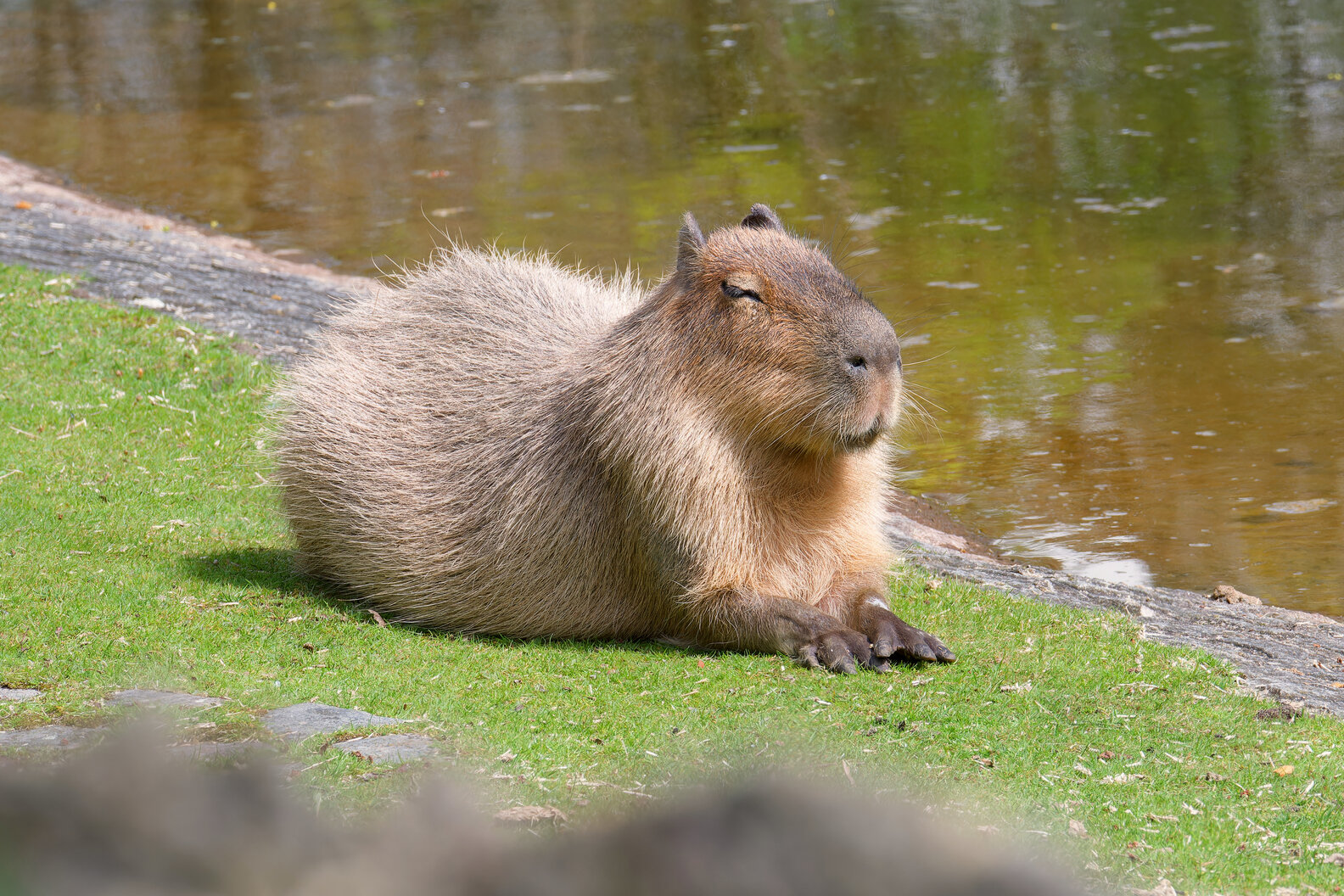 Woman Wakes In Middle Of Night To A Parade Of Animals Marching Down ...