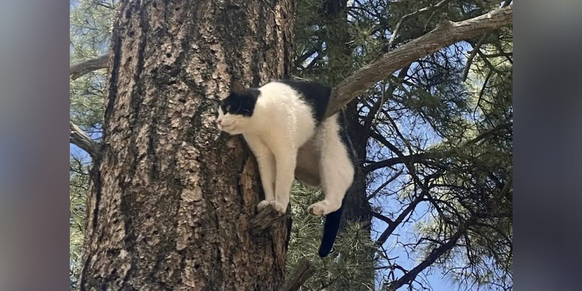 Cat's Attempt At Tree Climbing Goes Awkwardly Awry - The Dodo