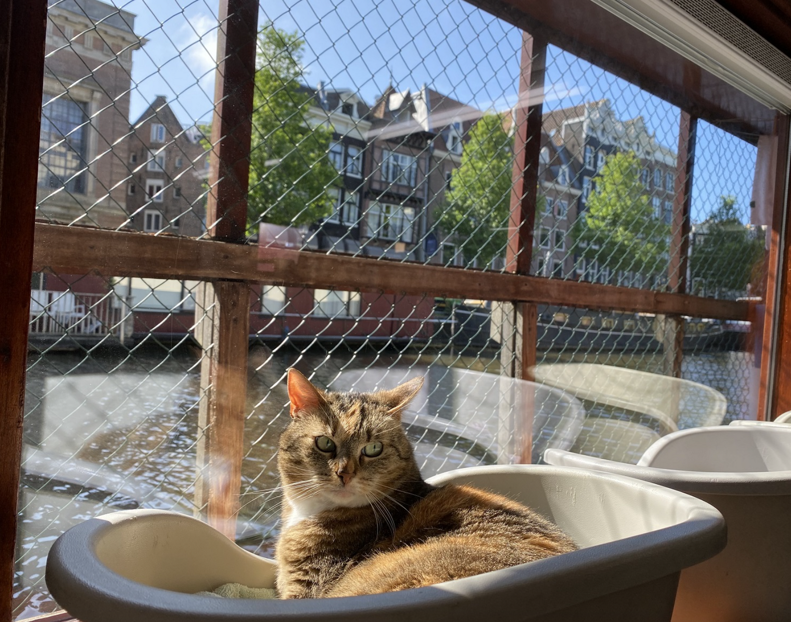 Amsterdam's Beloved 'Cat Boat' Lives Up To Its Name In The Very Best ...