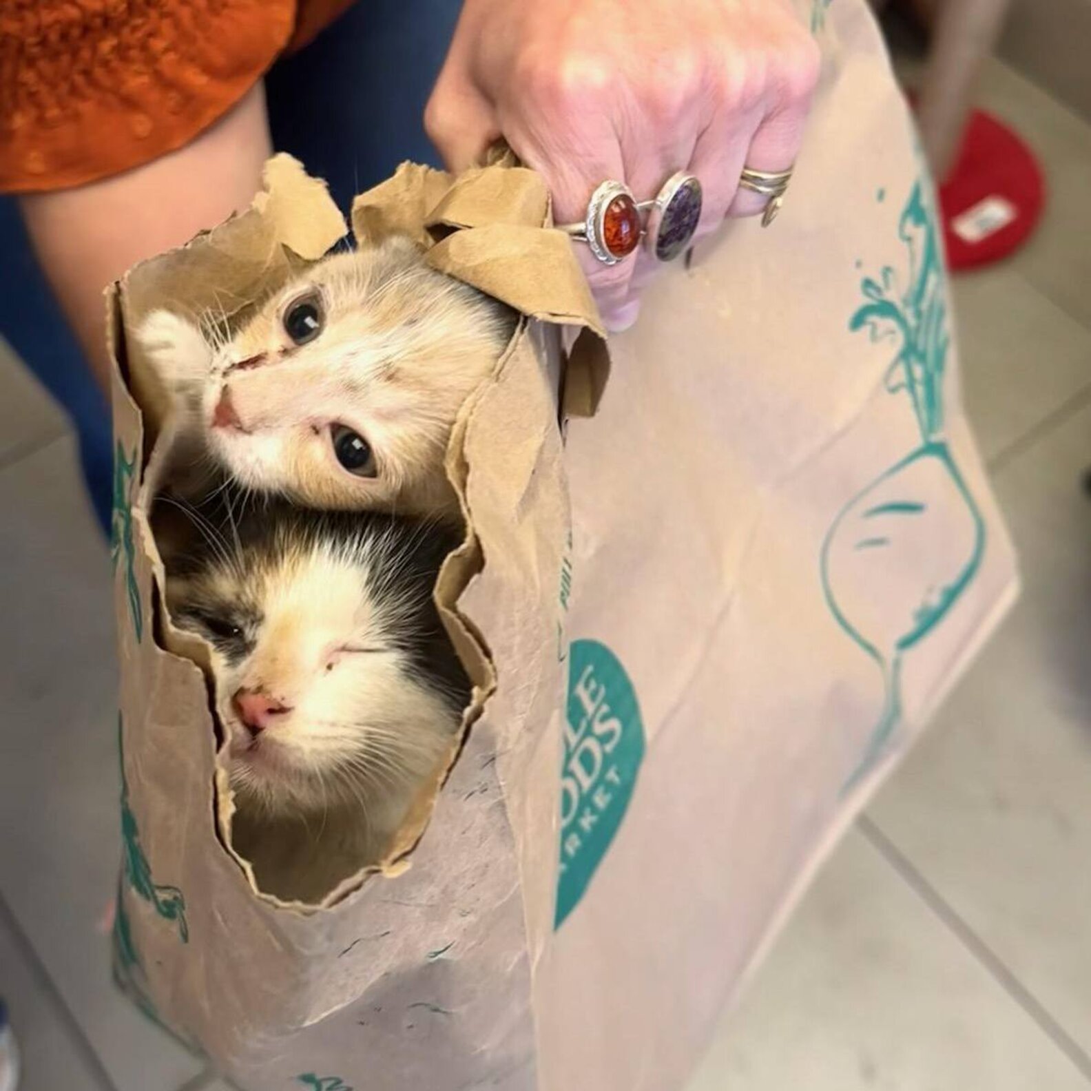 Shelter Staff Opens Paper Bag To Find Two Adorable Siblings Staring ...