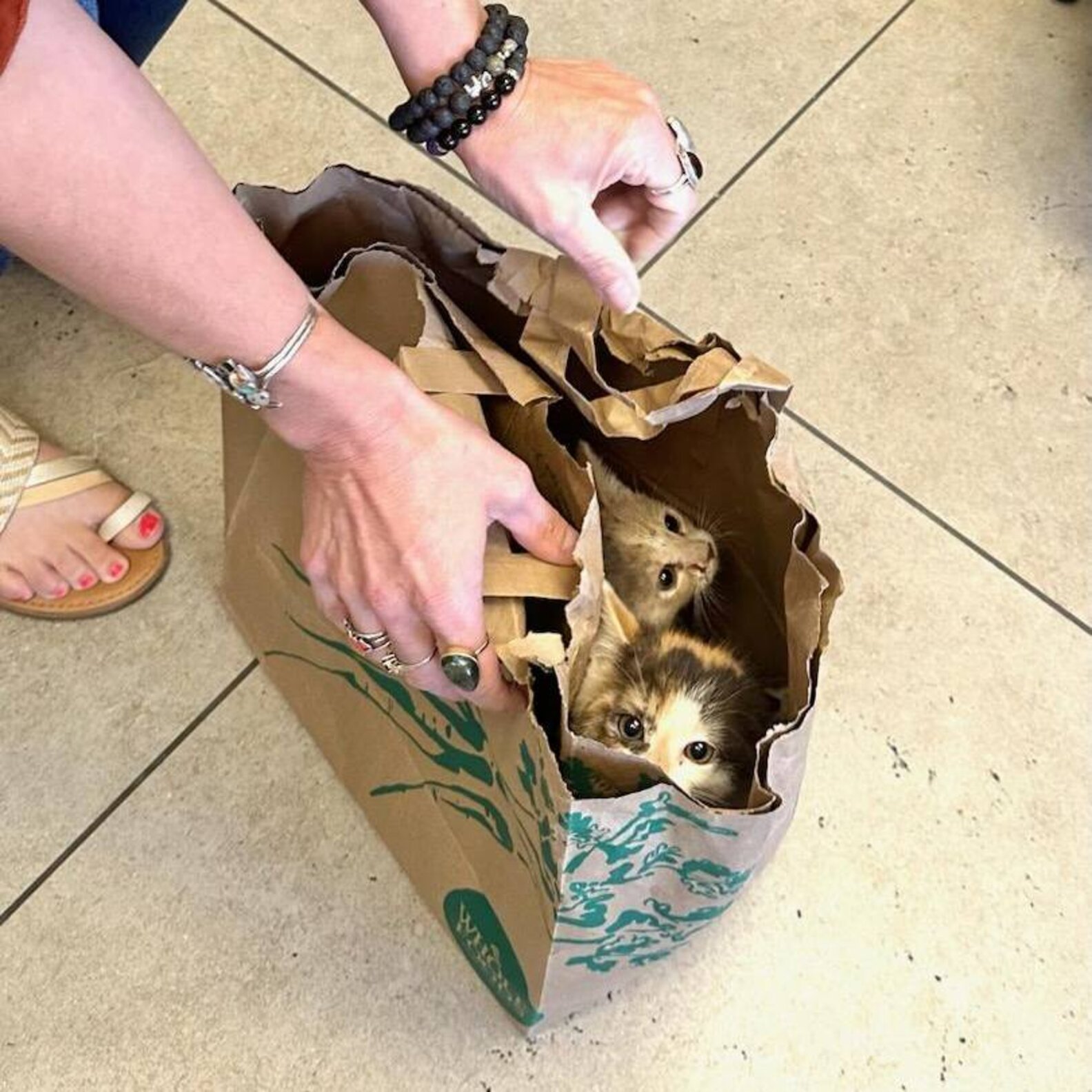 Shelter Staff Opens Paper Bag To Find Two Adorable Siblings Staring ...