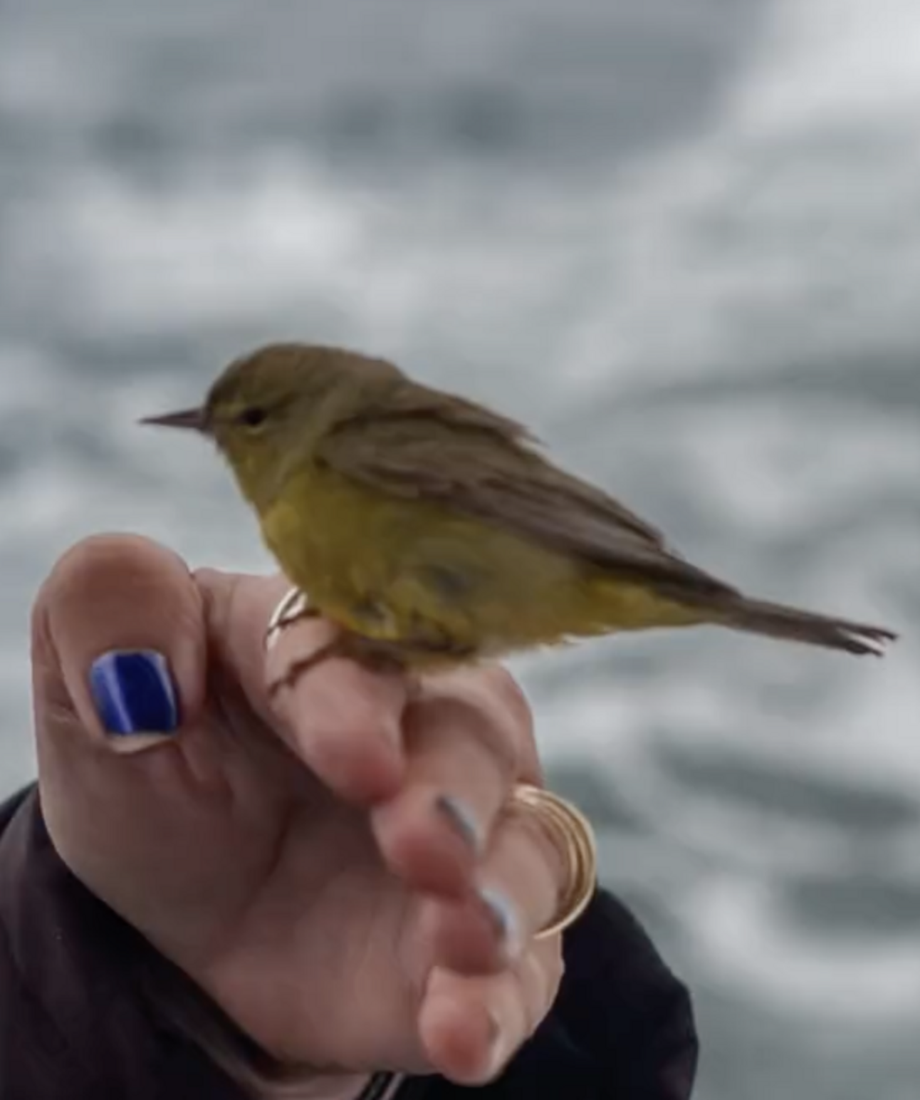 Little Bird Lost At Sea Finds A Cozy Place To Finally Rest Her Wings ...