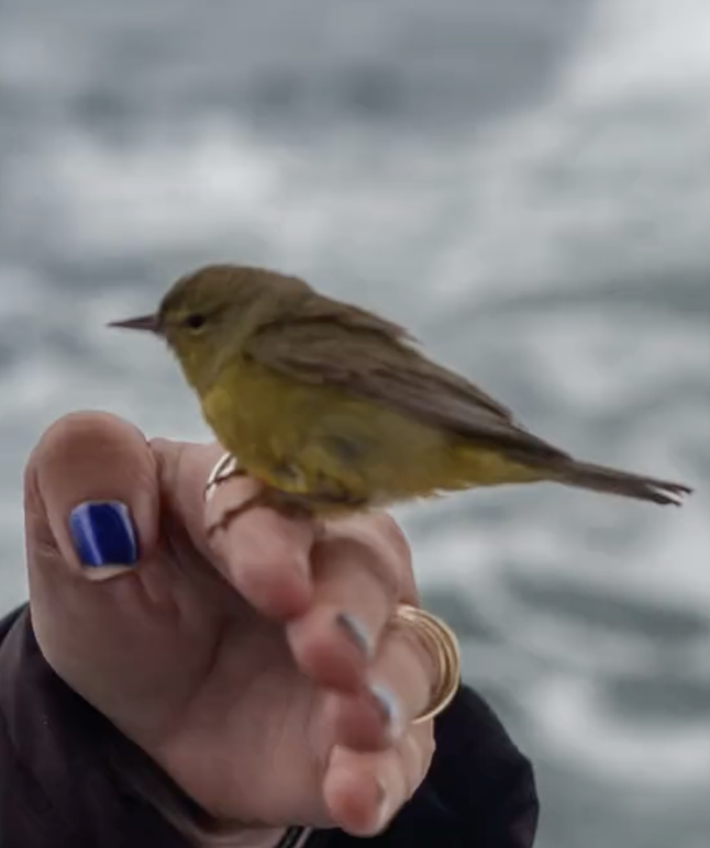 Little Bird Lost At Sea Finds A Cozy Place To Finally Rest Her Wings ...