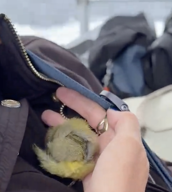 Little Bird Lost At Sea Finds A Cozy Place To Finally Rest Her Wings ...