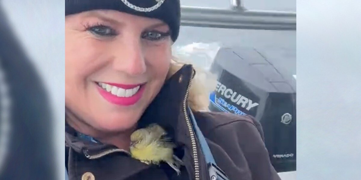 Little Bird Lost At Sea Finds A Cozy Place To Finally Rest Her Wings ...