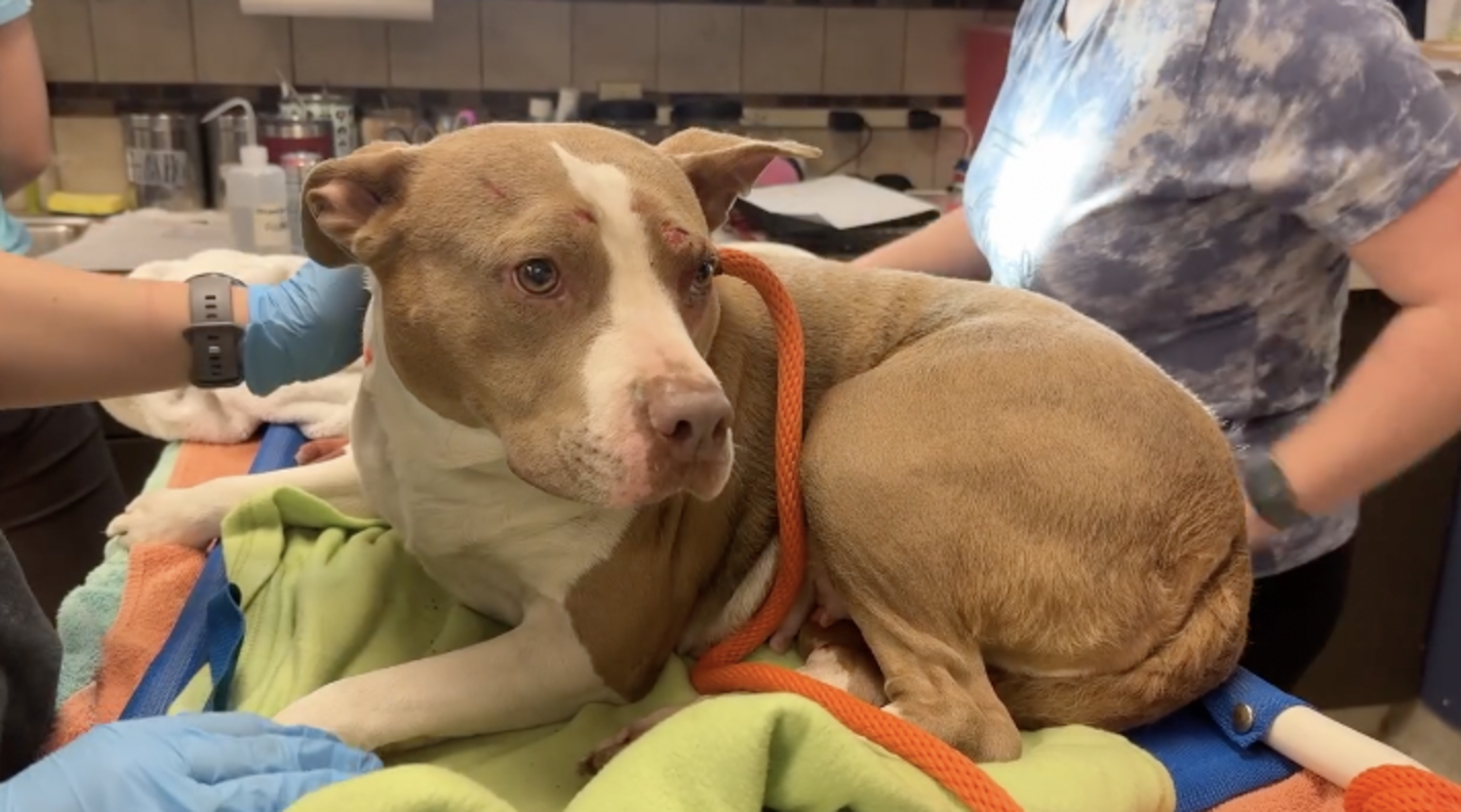 Cops Find Injured Dog On Side Of The Road — Then Change Her Life ...