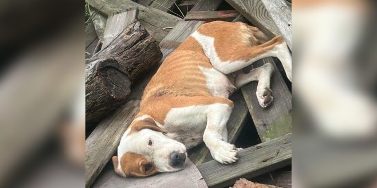 Dog Dumped Like Trash Had Lost All Hope — Then Everything Began To ...