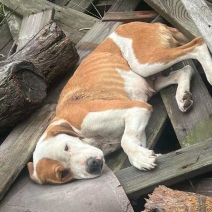 Dog Dumped Like Trash Had Lost All Hope — Then Everything Began To ...