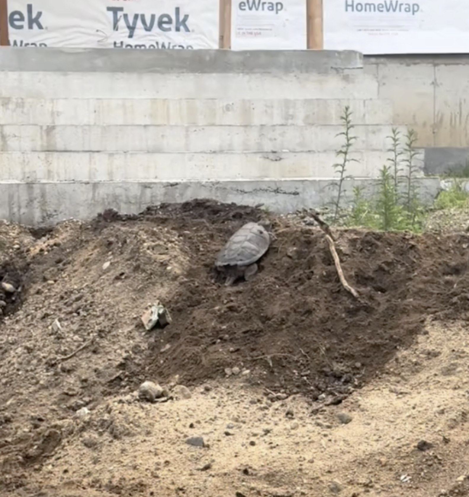 Couple Renovating Home Find Someone Huge — Then Realize She's Guarding ...