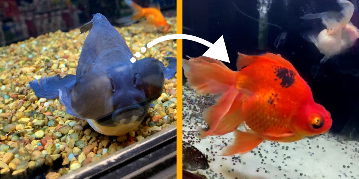 Rescued Fish And Eel Completely Transform - Videos - The Dodo