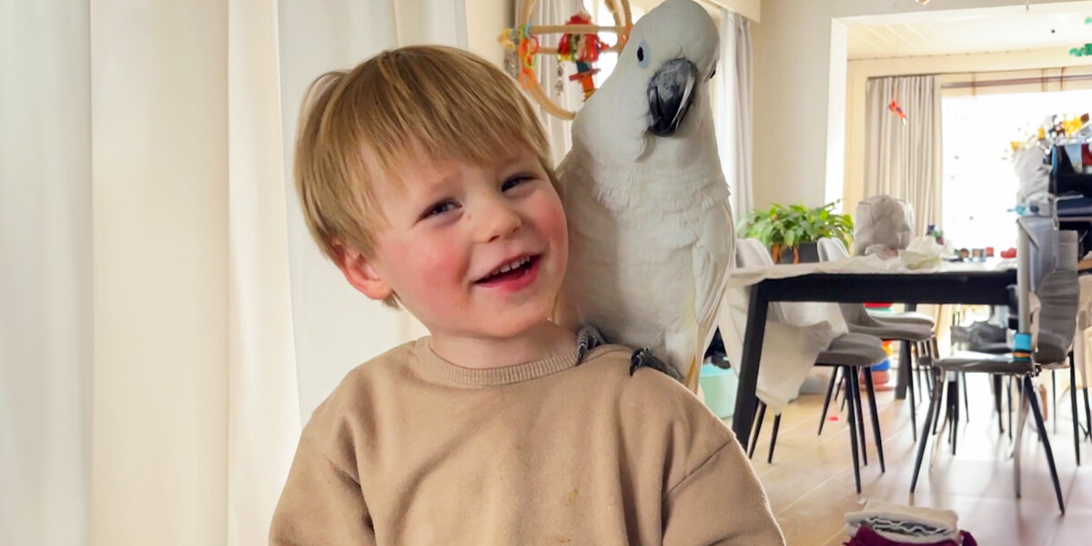 Cockatoo Used To Be The Only Child Until… - Videos - The Dodo
