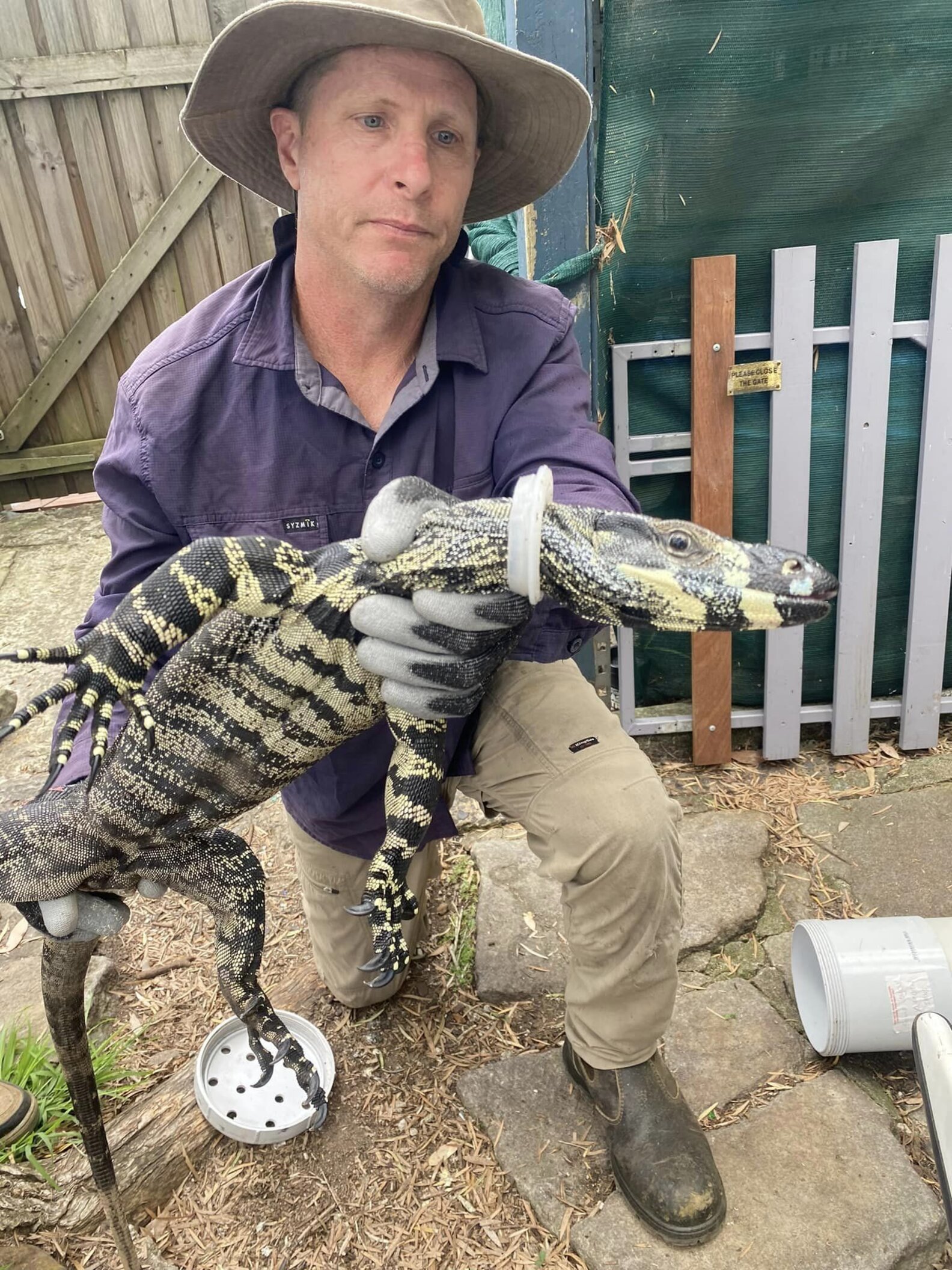 Rescuer Spots A Giant Lizard With Something Strange Around His Neck ...