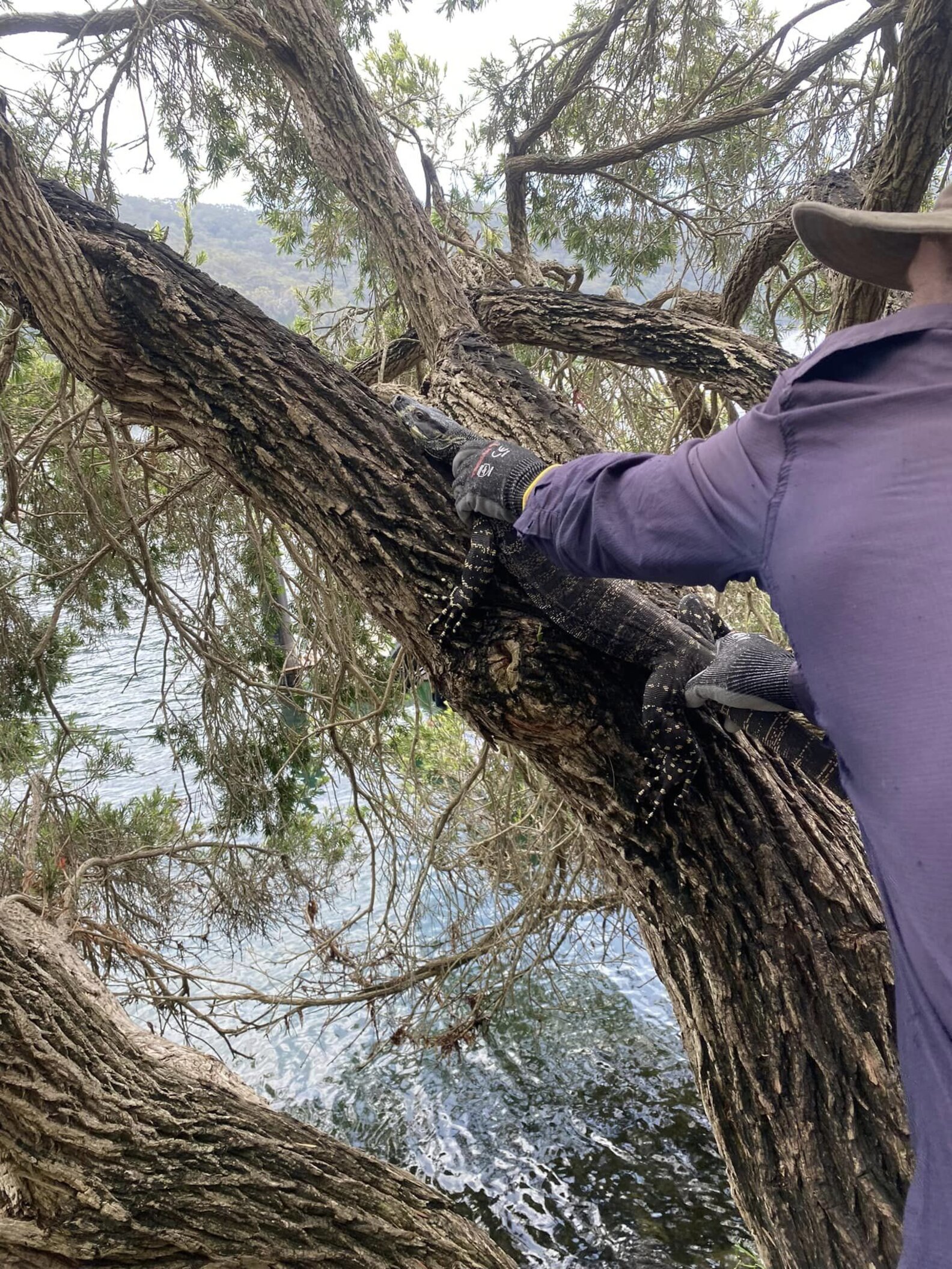 Rescuer Spots A Giant Lizard With Something Strange Around His Neck ...
