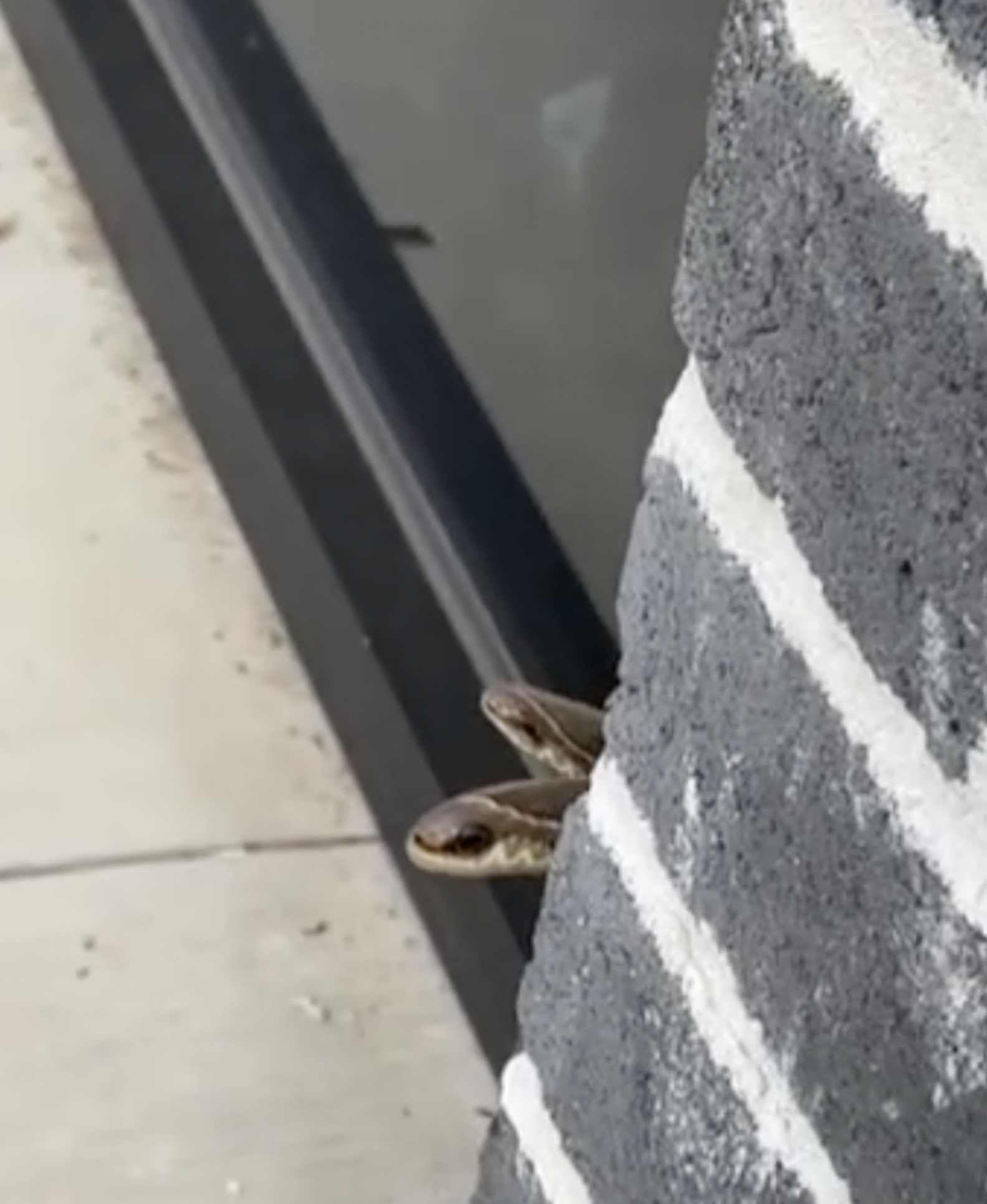 Sneaky 'Snakes' Peeking Around Corner Aren't What They Appear To Be ...
