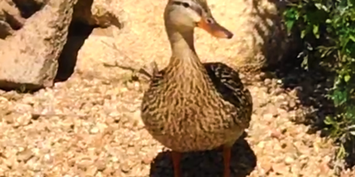 Duck Week - The Dodo