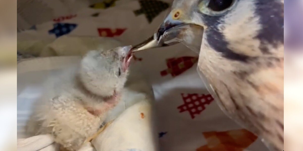 Orphaned Baby Raptor Has No Idea His 'Mom' Isn't Real - The Dodo