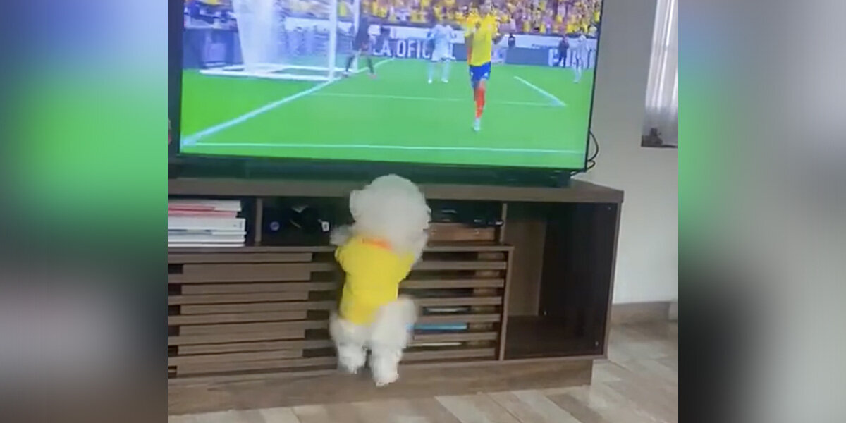 Dad Discovers That His Dog Loves Watching Sports Even More Than He Does ...