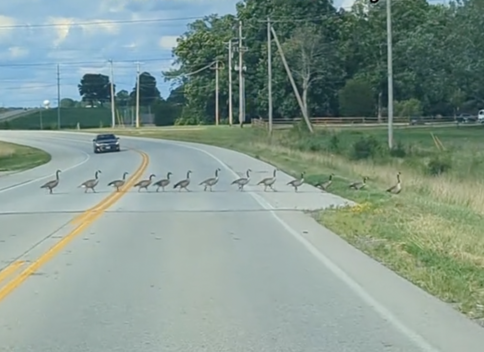 Family Stops For A Few Geese Crossing Road — Then They Look Left - The Dodo